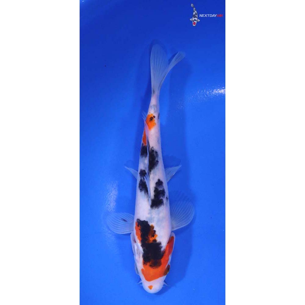 Gosanke Koi Fish For Sale | Next Day Koi