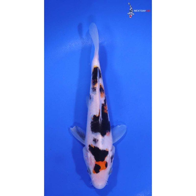 Gosanke Koi Fish For Sale | Next Day Koi