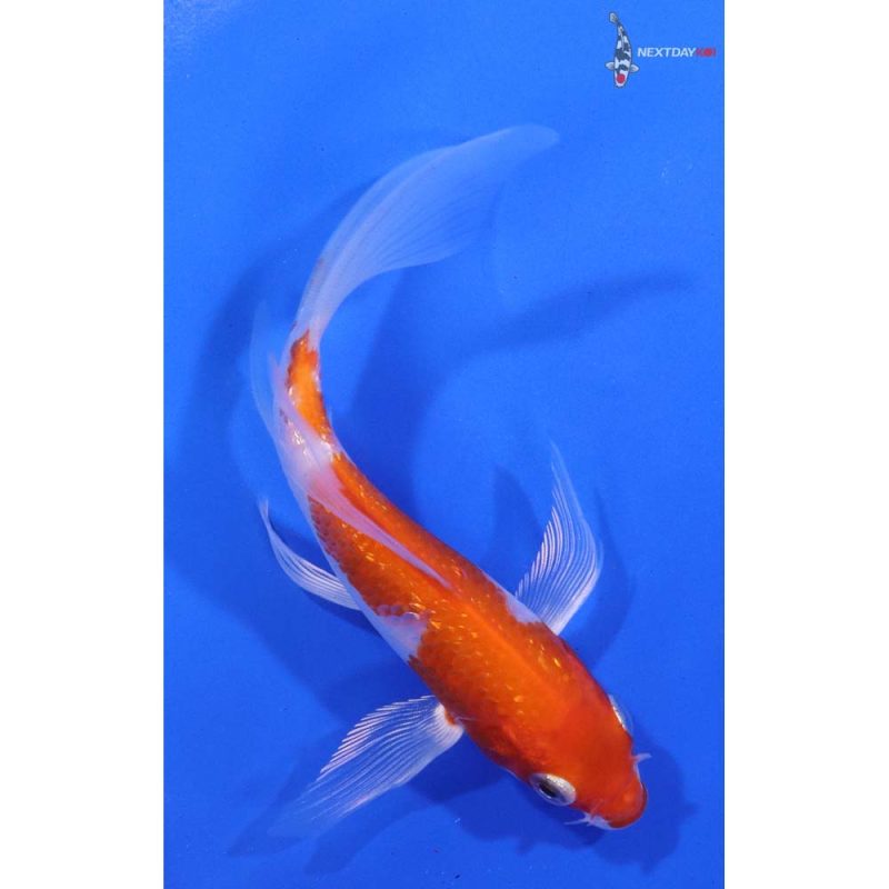 Gosanke Koi Fish For Sale | Next Day Koi