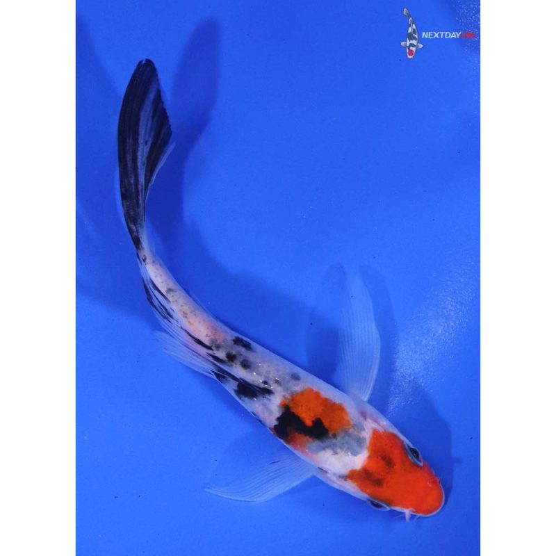Gosanke Koi Fish For Sale | Next Day Koi