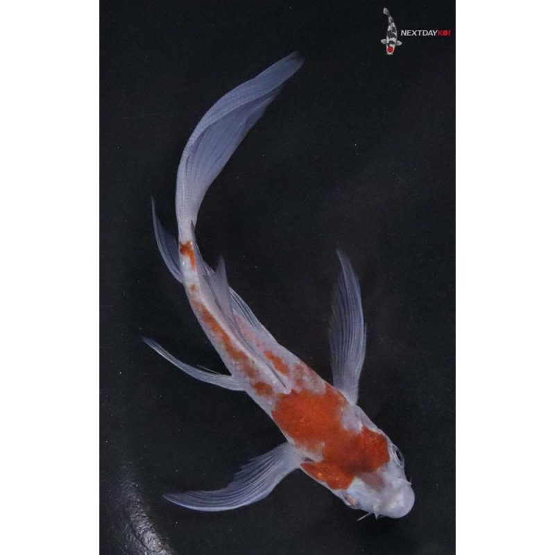Kawarimono | Koi Fish For Sale | Next Day Koi