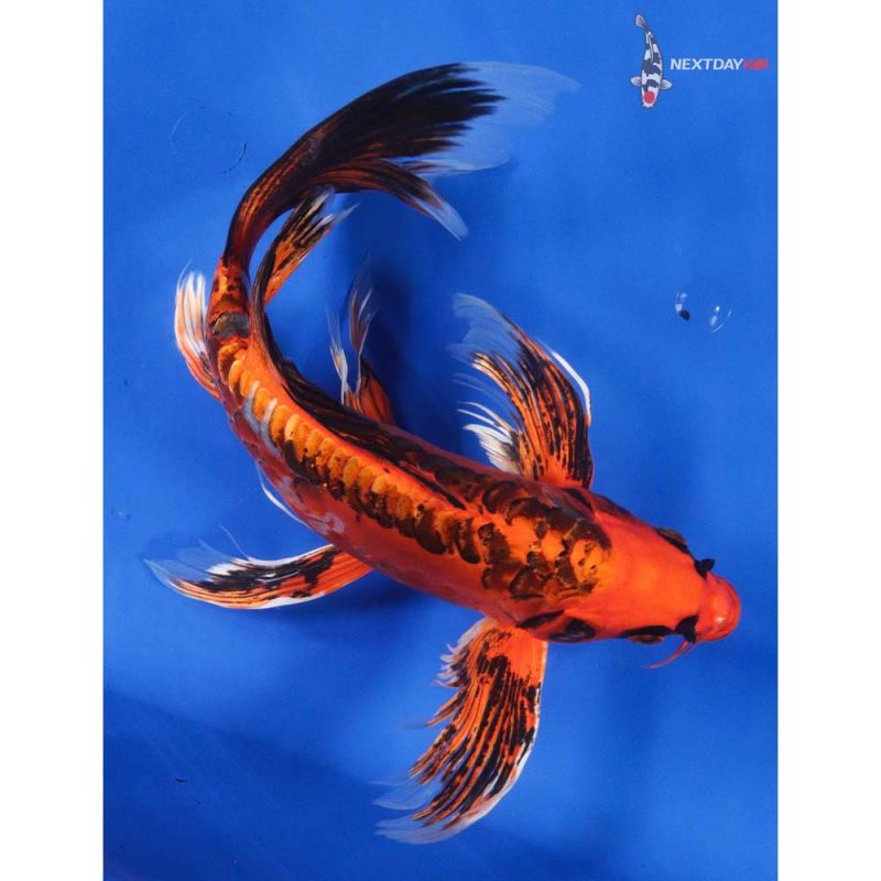 Matsuba Koi Fish For Sale | Next Day Koi