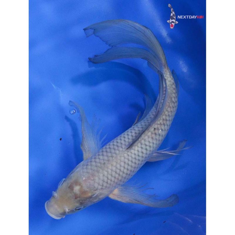 Kawarimono | Koi Fish For Sale | Next Day Koi