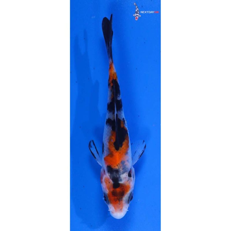 Gosanke Koi Fish For Sale | Next Day Koi