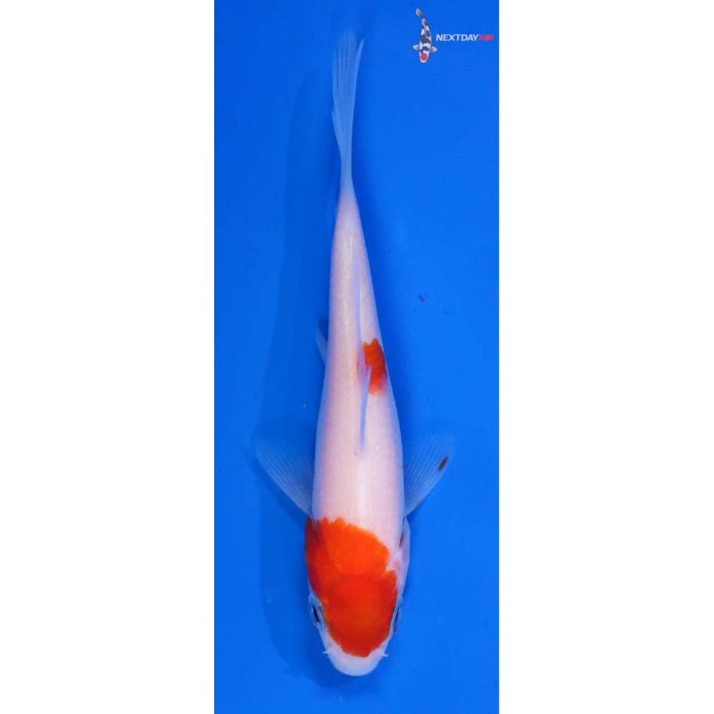 Gosanke Koi Fish For Sale | Next Day Koi