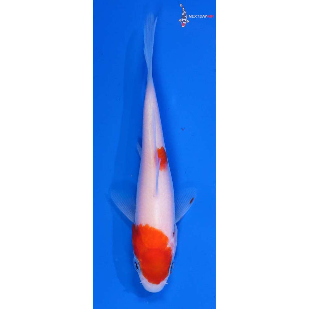Gosanke Koi Fish For Sale | Next Day Koi
