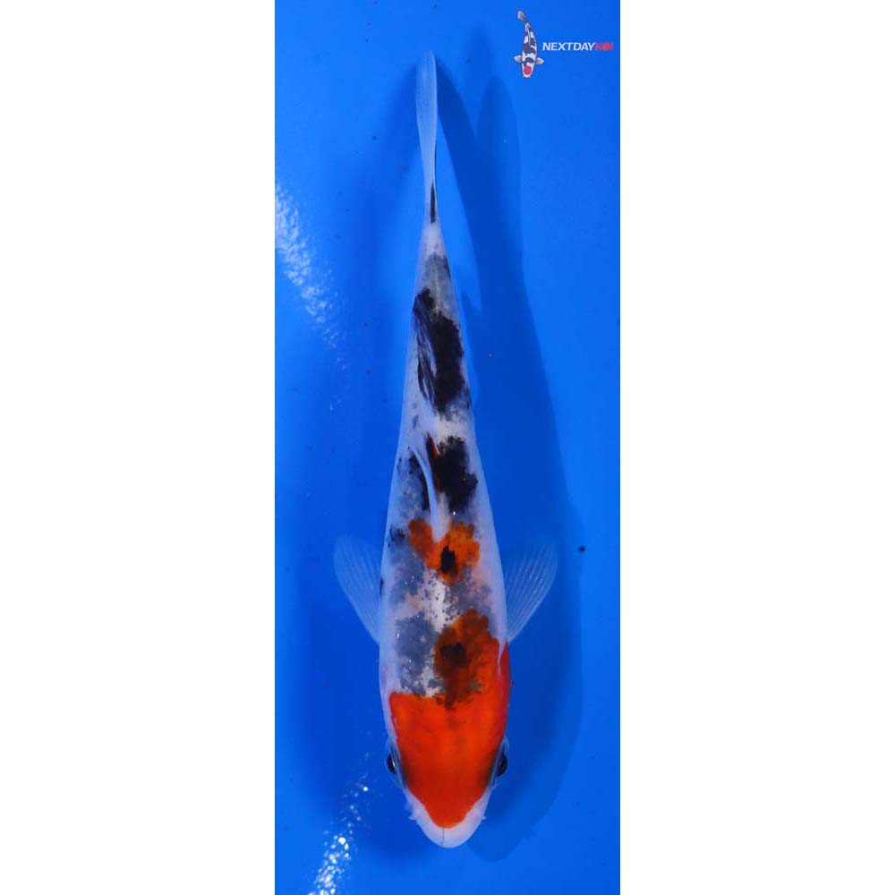 Gosanke Koi Fish For Sale | Next Day Koi