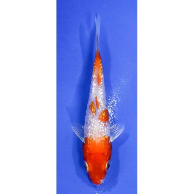 Gosanke Koi Fish For Sale | Next Day Koi