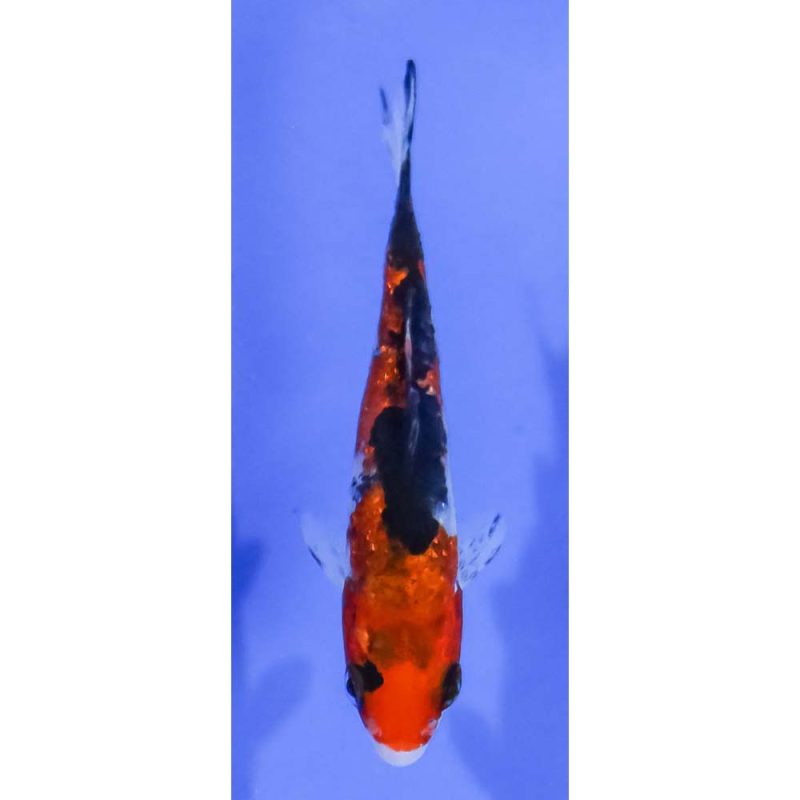 Gosanke Koi Fish For Sale | Next Day Koi