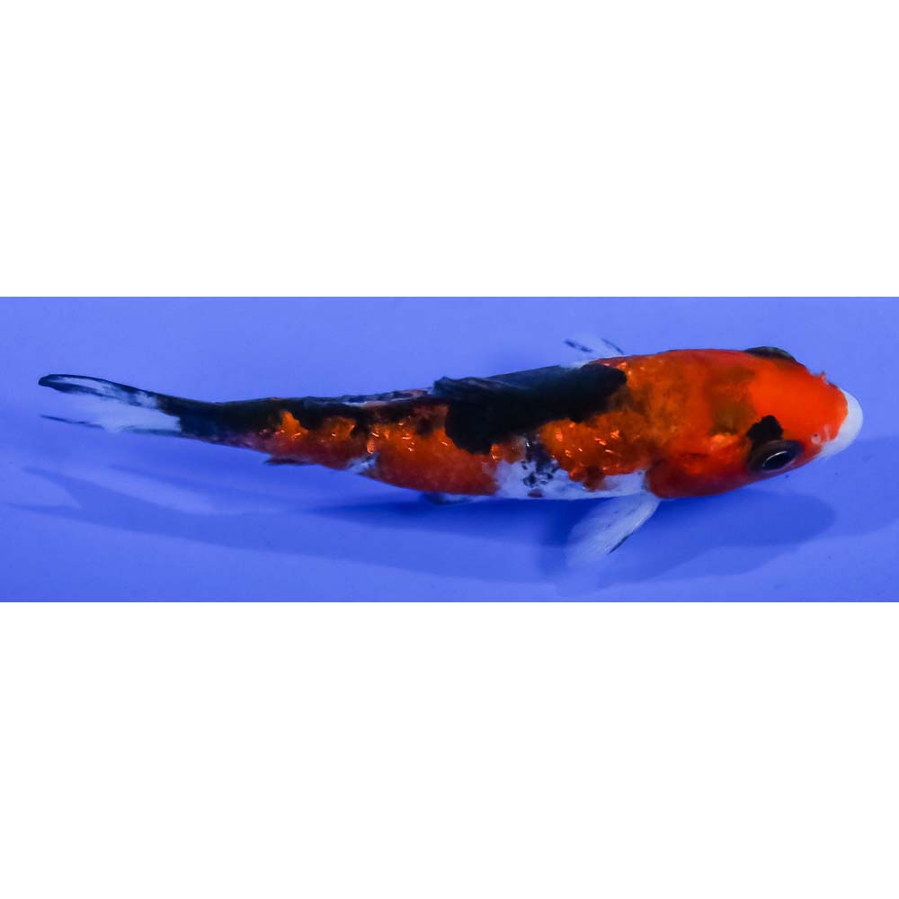3” Imported Gin Rin Aka Sanke | Koi Fish For Sale