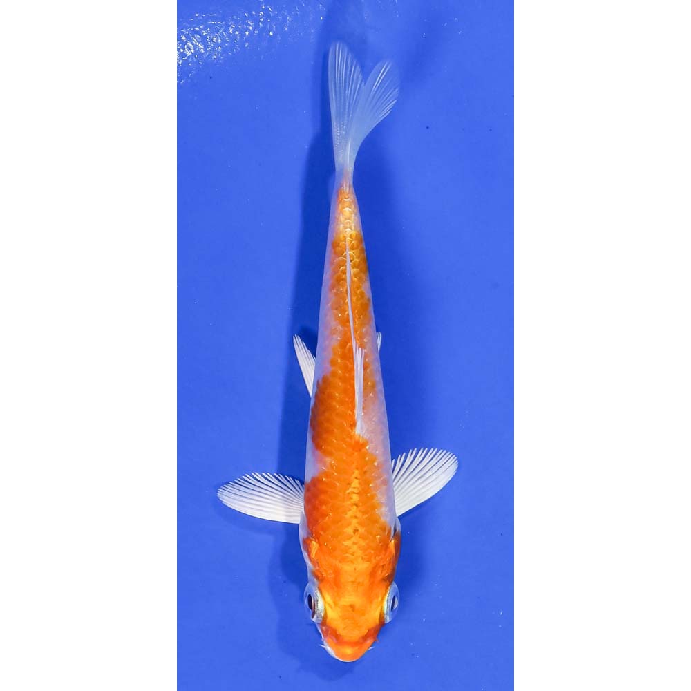 Hariwake Koi Fish For Sale | Next Day Koi