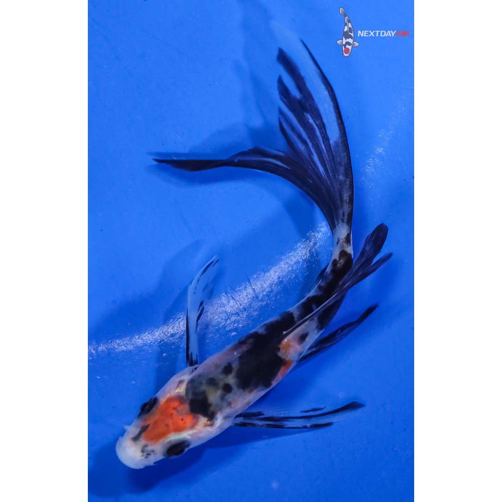 Gosanke Koi Fish For Sale | Next Day Koi