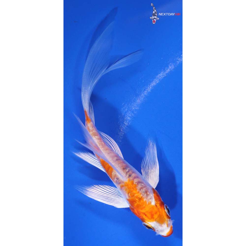 Kikusui Koi Fish For Sale | Next Day Koi