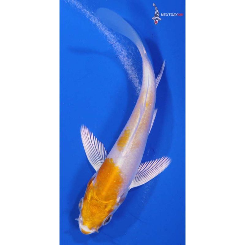 Hariwake Koi Fish For Sale | Next Day Koi