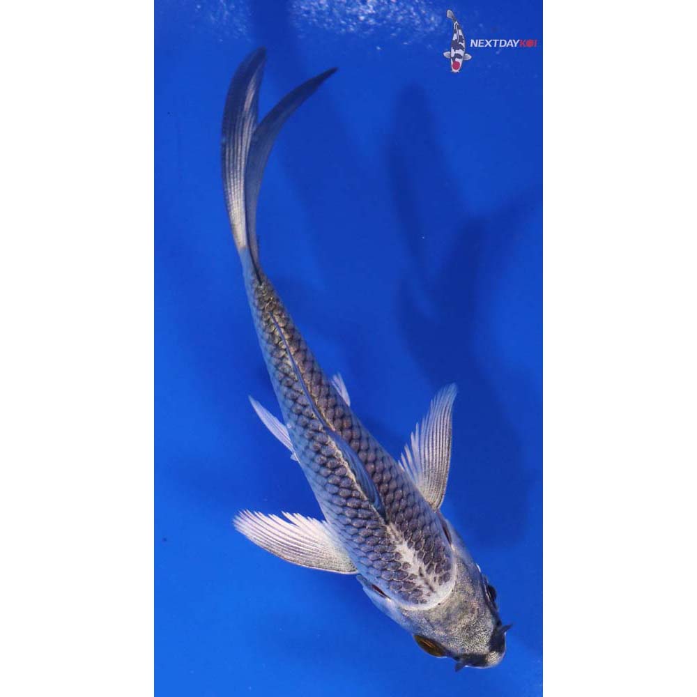 Matsuba Koi Fish For Sale | Next Day Koi