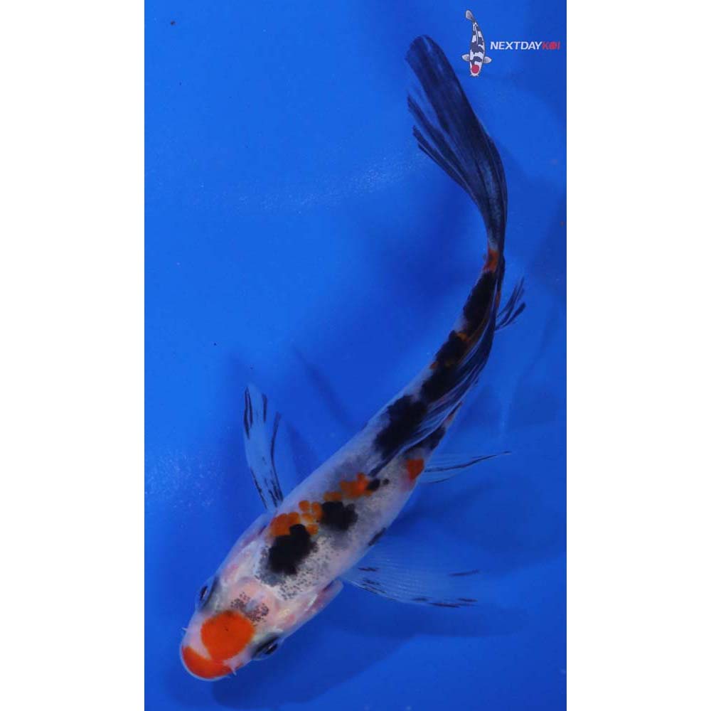 Gosanke Koi Fish For Sale | Next Day Koi