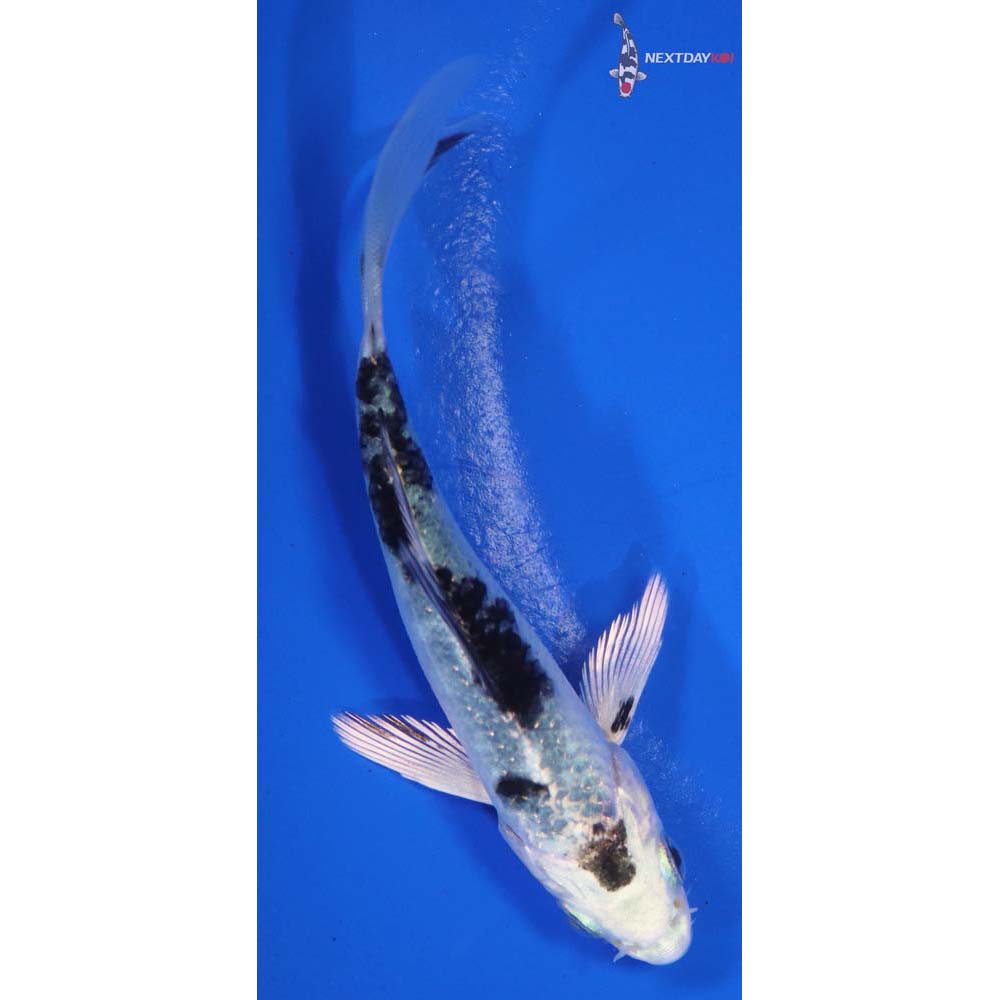 Next Day Koi | Koi Fish For Sale