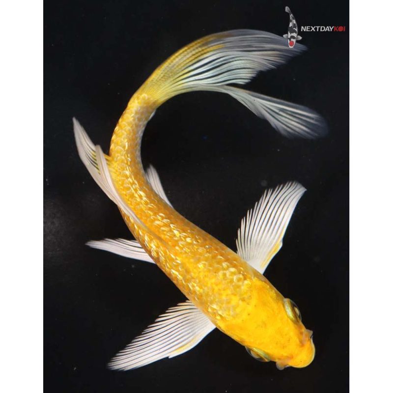 Koi Fish For Sale | Next Day Koi