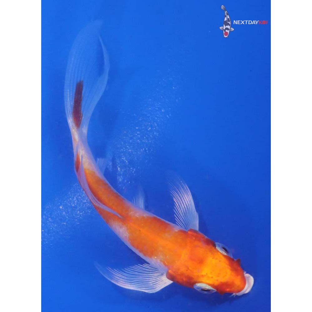 3" Imported Hariwake Butterfly Koi | Koi Fish For Sale