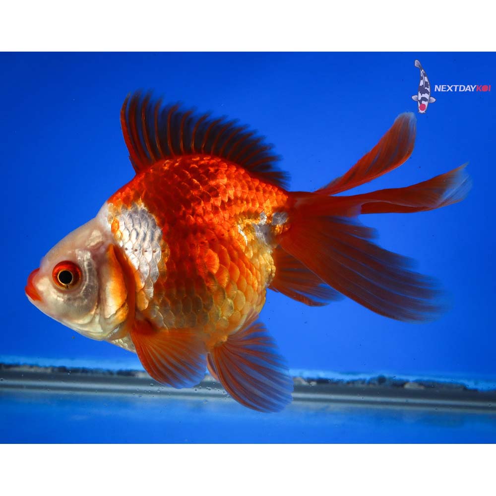 Goldfish For Sale | Fancy Goldfish & Pond Goldfish | Next Day Koi