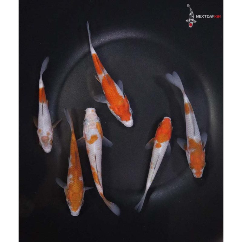 Kawarimono | Koi Fish For Sale | Next Day Koi