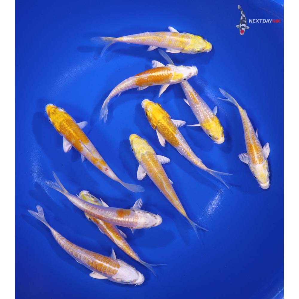 Lot of (10) 3-4” Imported Lemon Hariwake Koi | Koi Fish For Sale