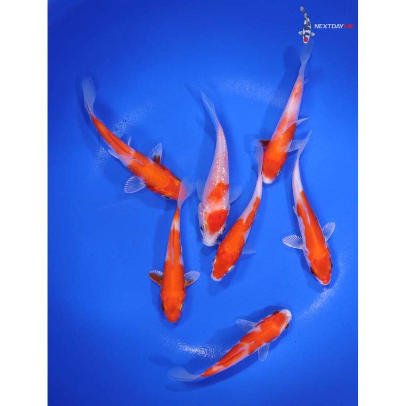 Gosanke Koi Fish For Sale | Next Day Koi