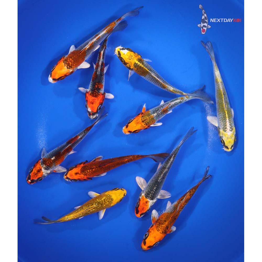 Koi Fish For Sale | Next Day Koi