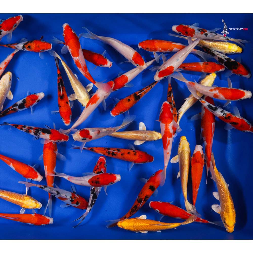 6-7" Imported Kohaku, Sanke and Yamabuki Koi Mix | Next Day Koi