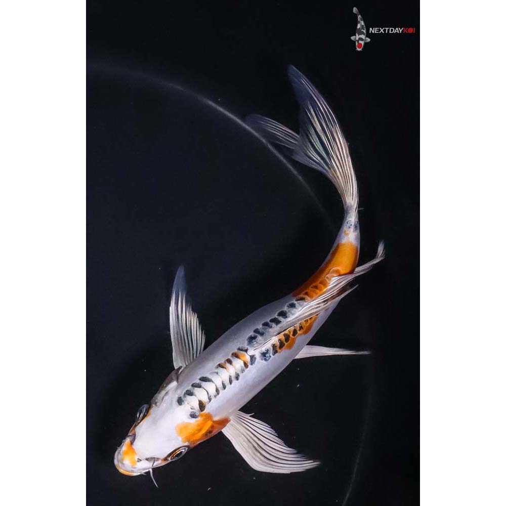 8” Imported Doitsu Kujaku Butterfly Koi | Koi Fish For Sale