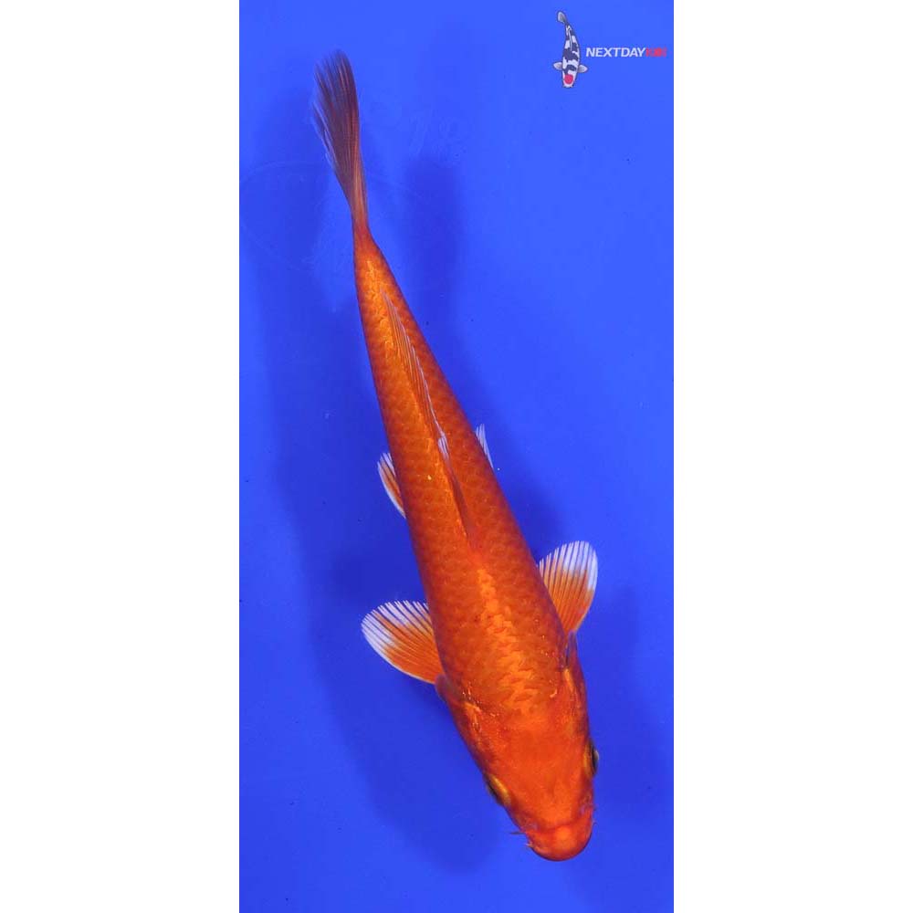 5.5” Imported Orenji Ogon | Koi Fish For Sale