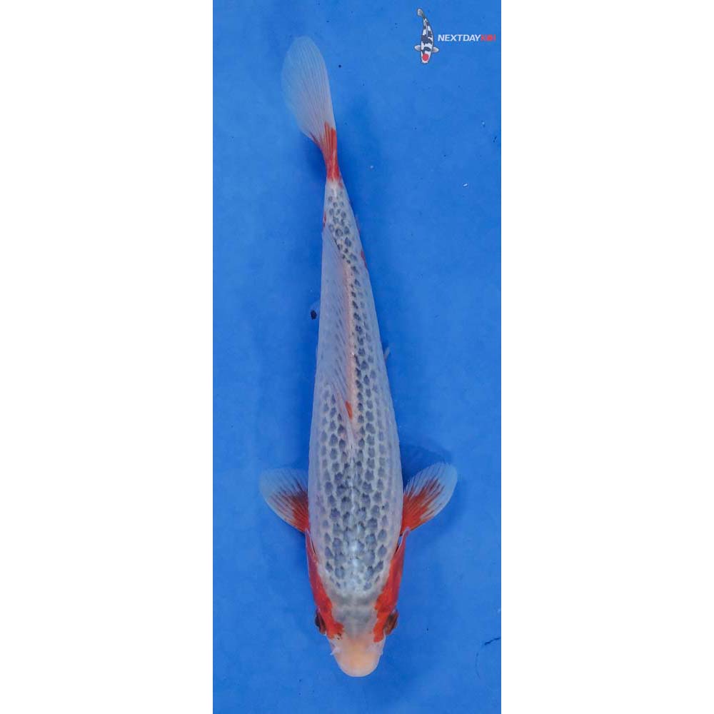 10” Imported Male Asagi | Koi Fish For Sale