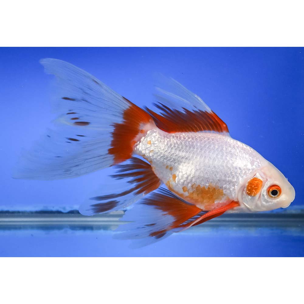 6” Imported Male Bristol Finned Sarasa Comet | Koi Fish For Sale