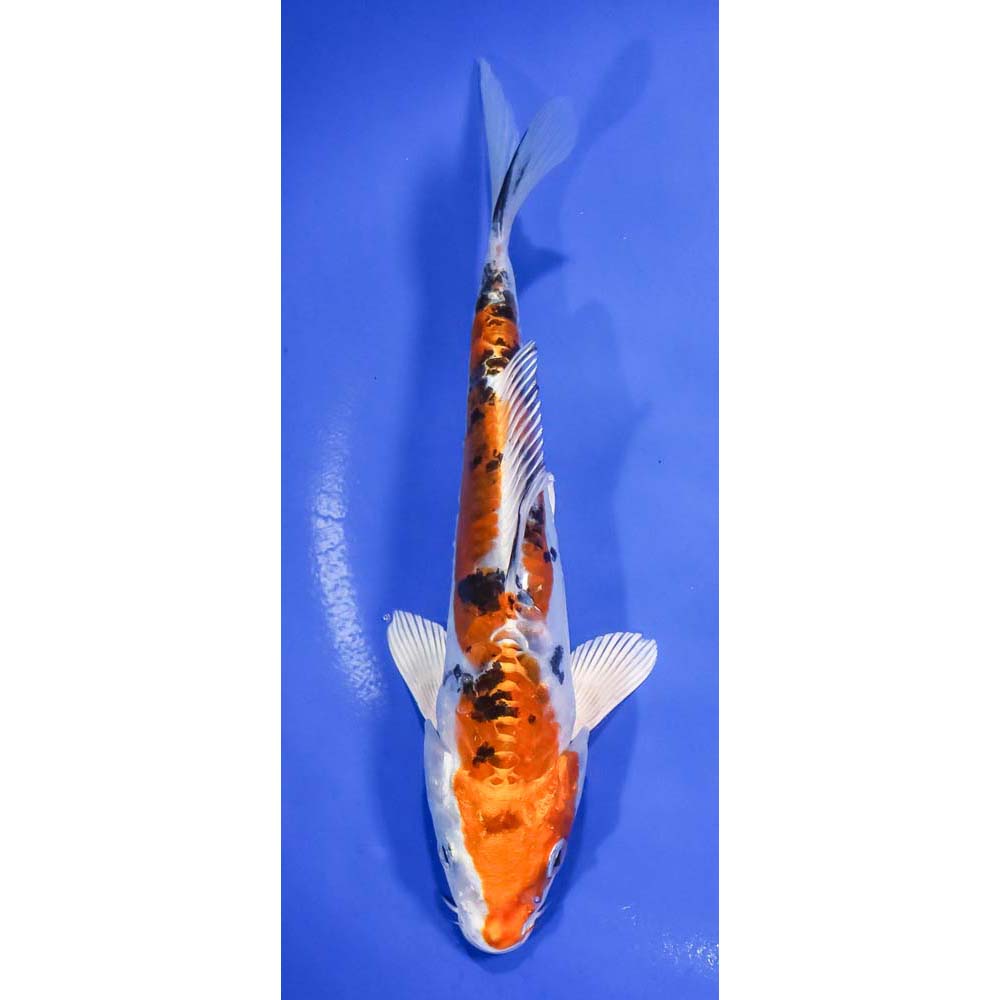 Koi Fish For Sale | Next Day Koi