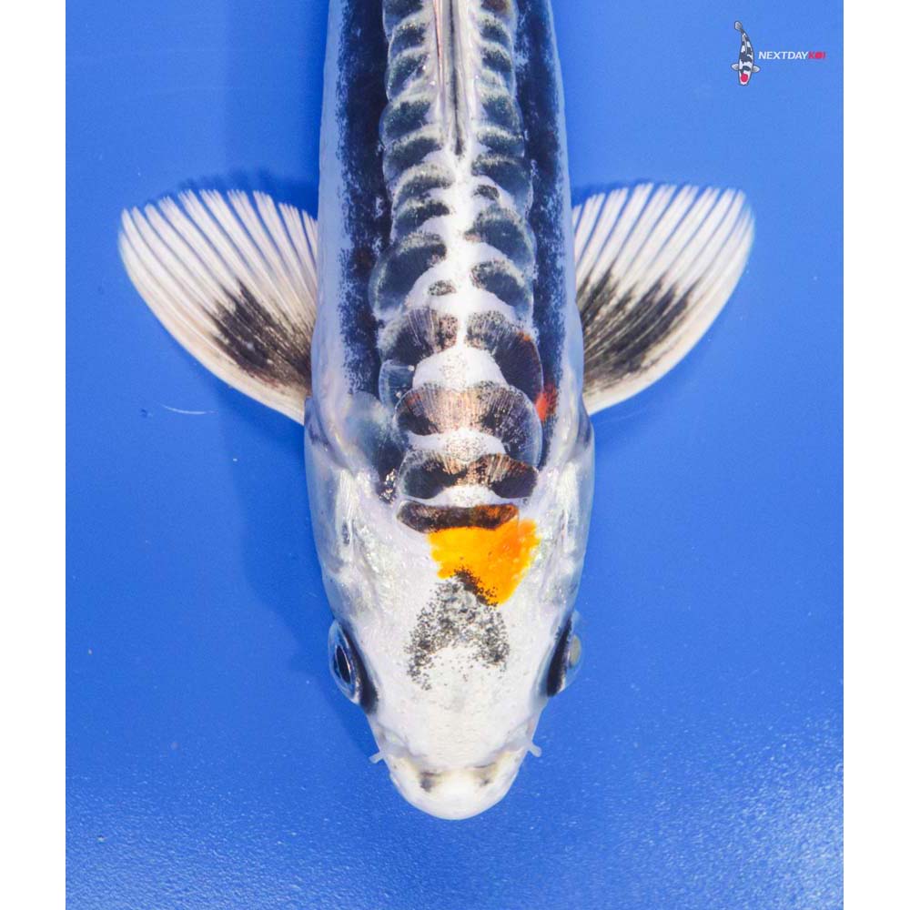 8” Imported Kin Kikokuryu | Koi Fish For Sale