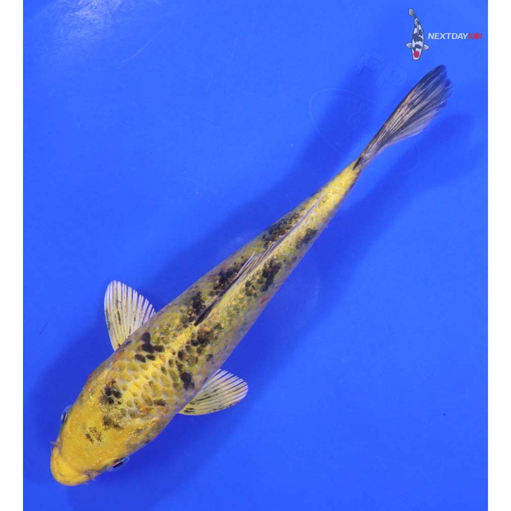 7” Kin Ki Bekko | Koi Fish For Sale