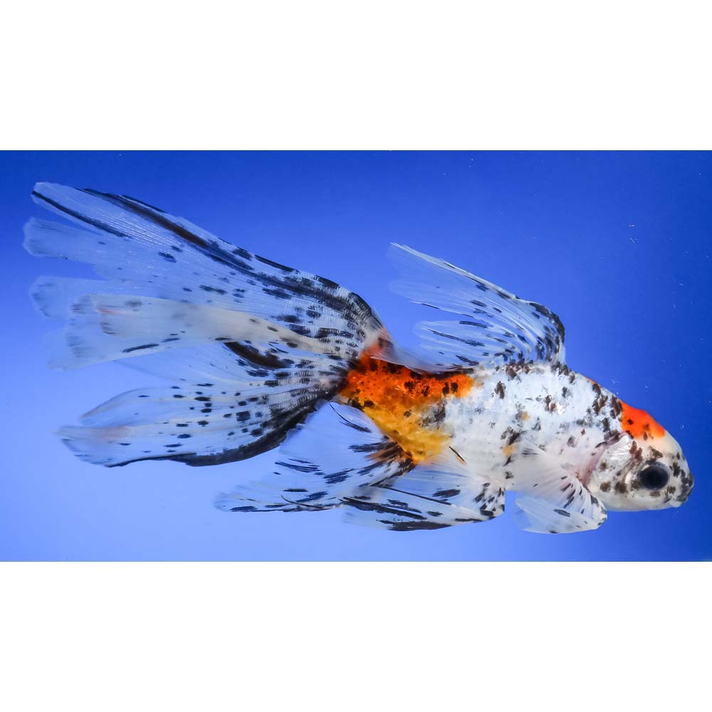7” Imported Bristol Shubunkin | Koi Fish For Sale