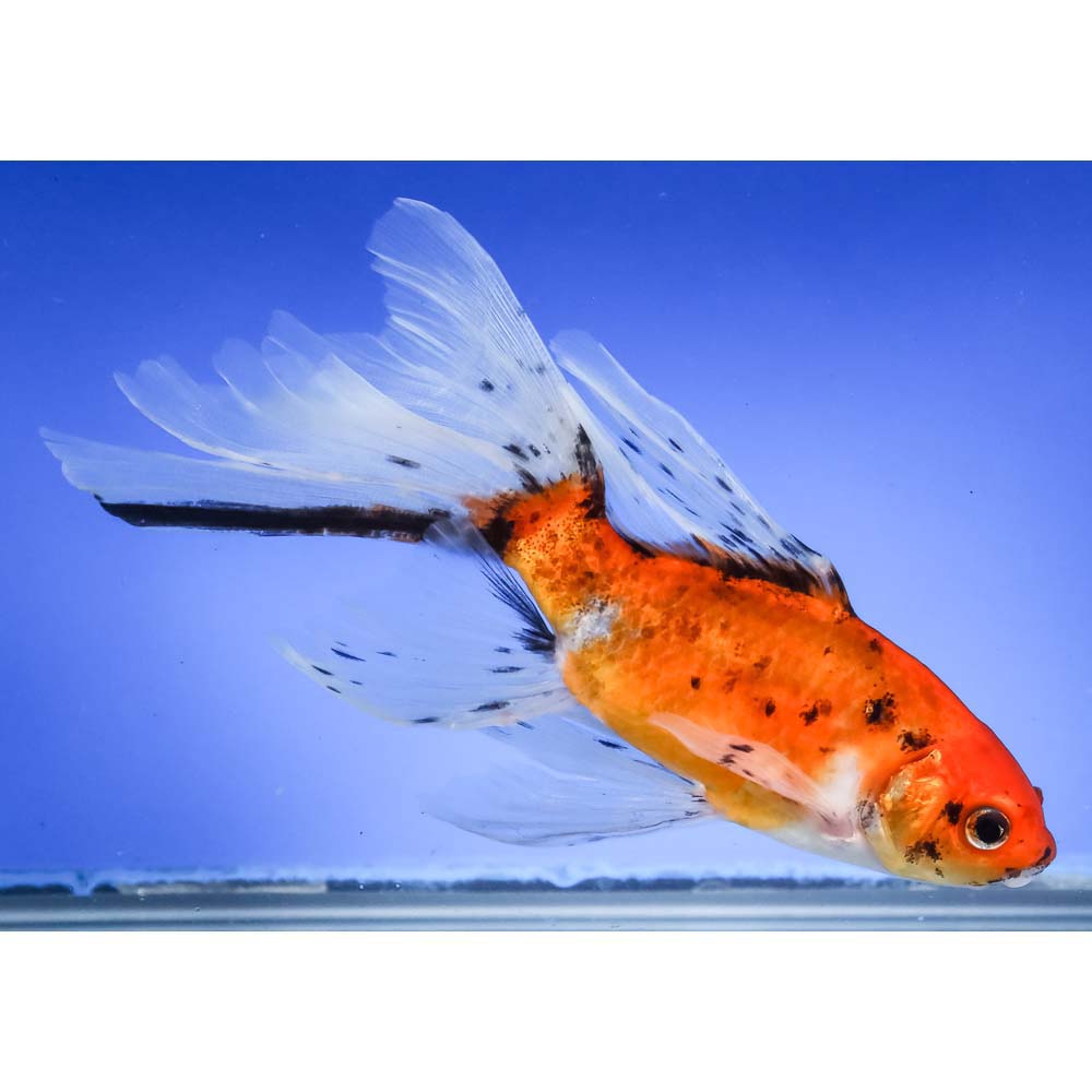 6.5” Imported Bristol Shubunkin | Koi Fish For Sale
