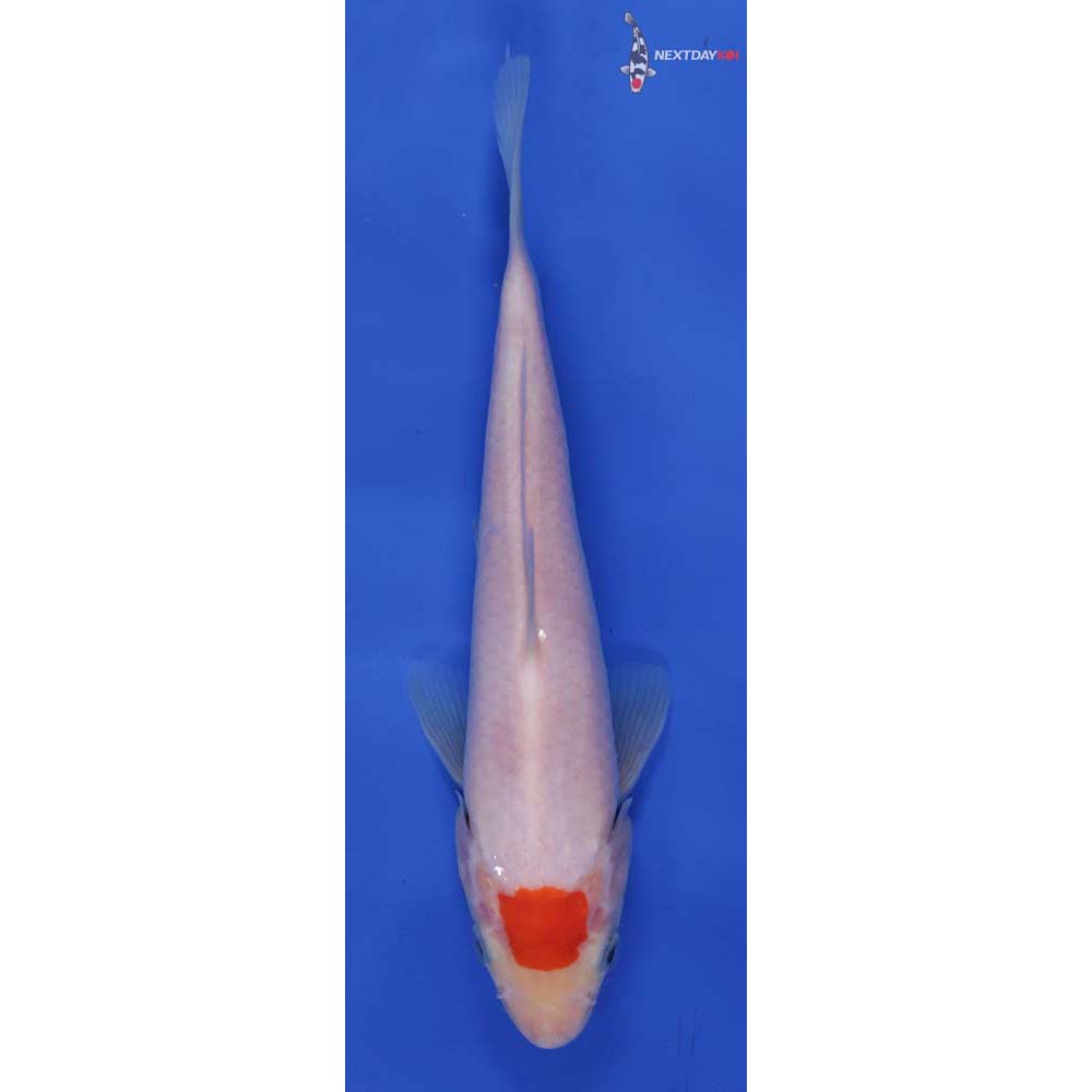 7” Tancho Kohaku | Koi Fish For Sale