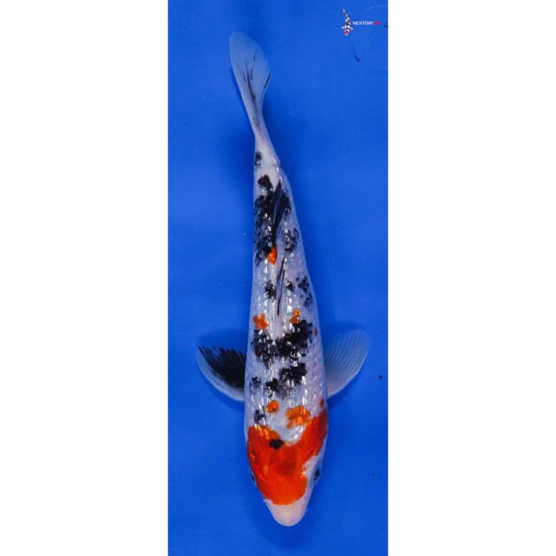 Gosanke Koi Fish For Sale | Next Day Koi