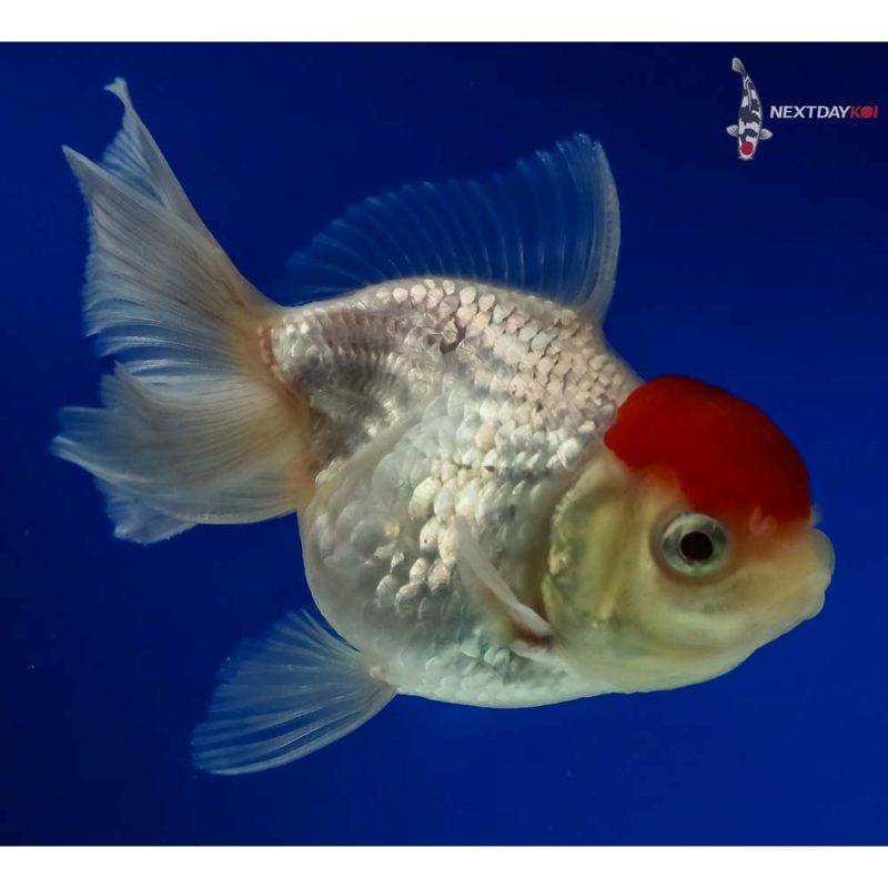 4" Imported Redcap Oranda | Koi Fish For Sale