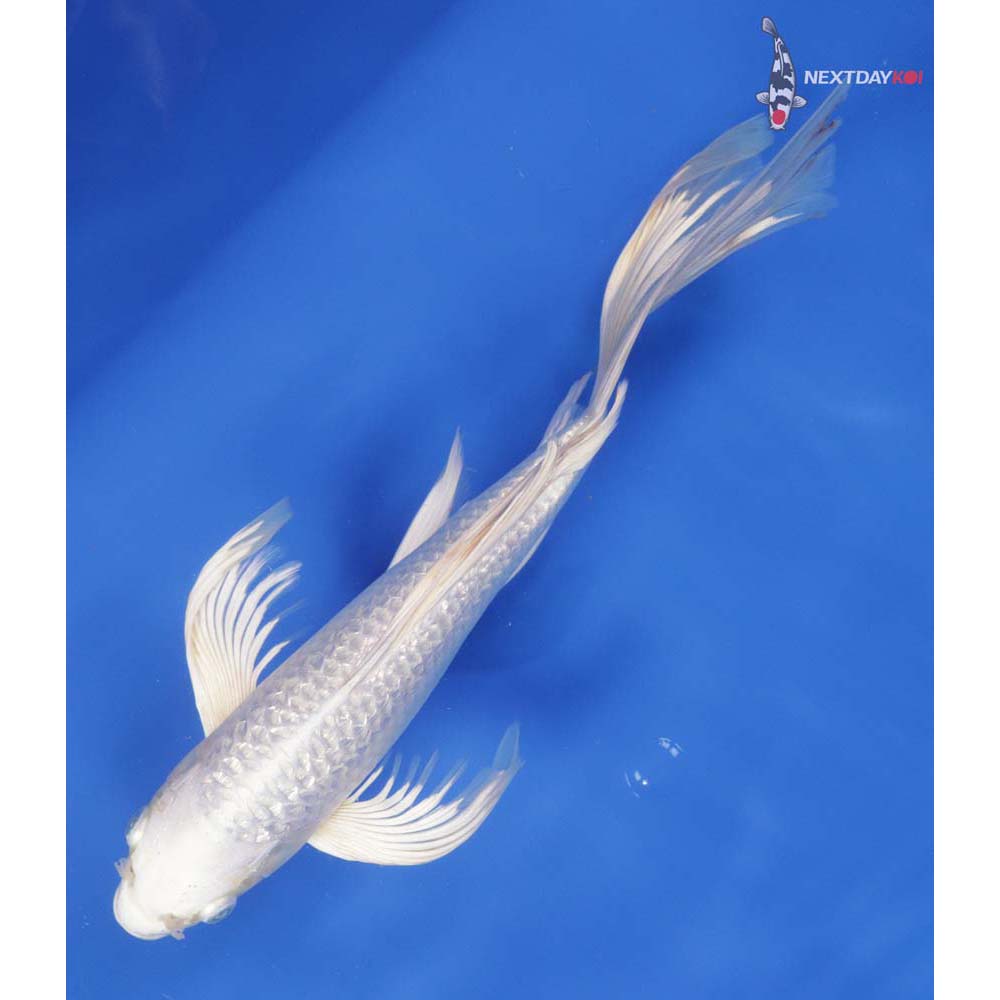 11” Imported Gin Rin Platinum Ogon Butterfly Koi | Koi Fish For Sale
