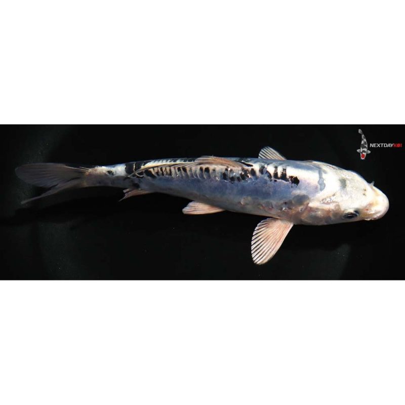 7” Doitsu Blue Gin Matsuba | Koi Fish For Sale