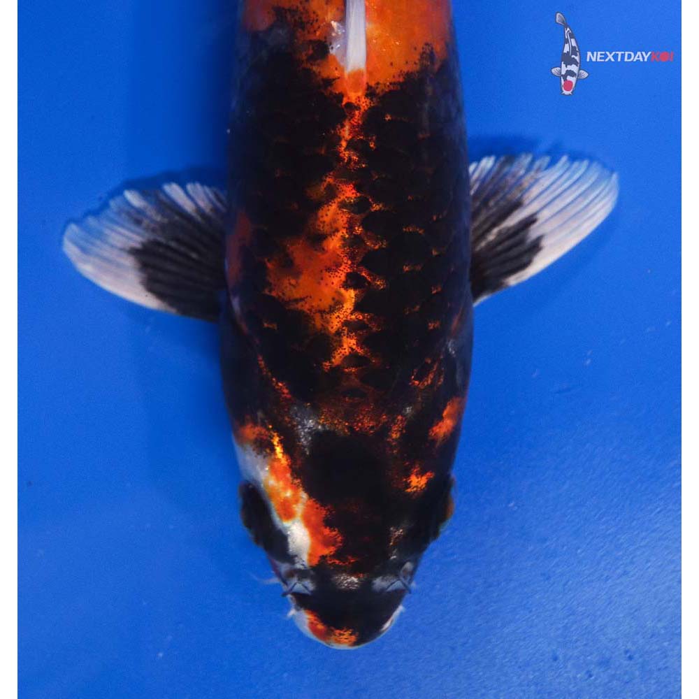 8” Imported Kin Showa | Koi Fish For Sale