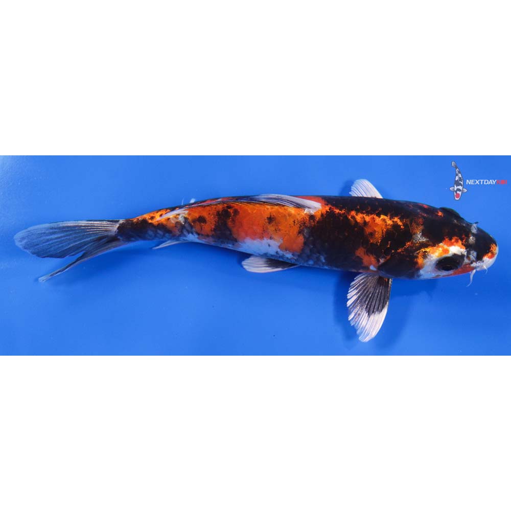 8” Imported Kin Showa | Koi Fish For Sale