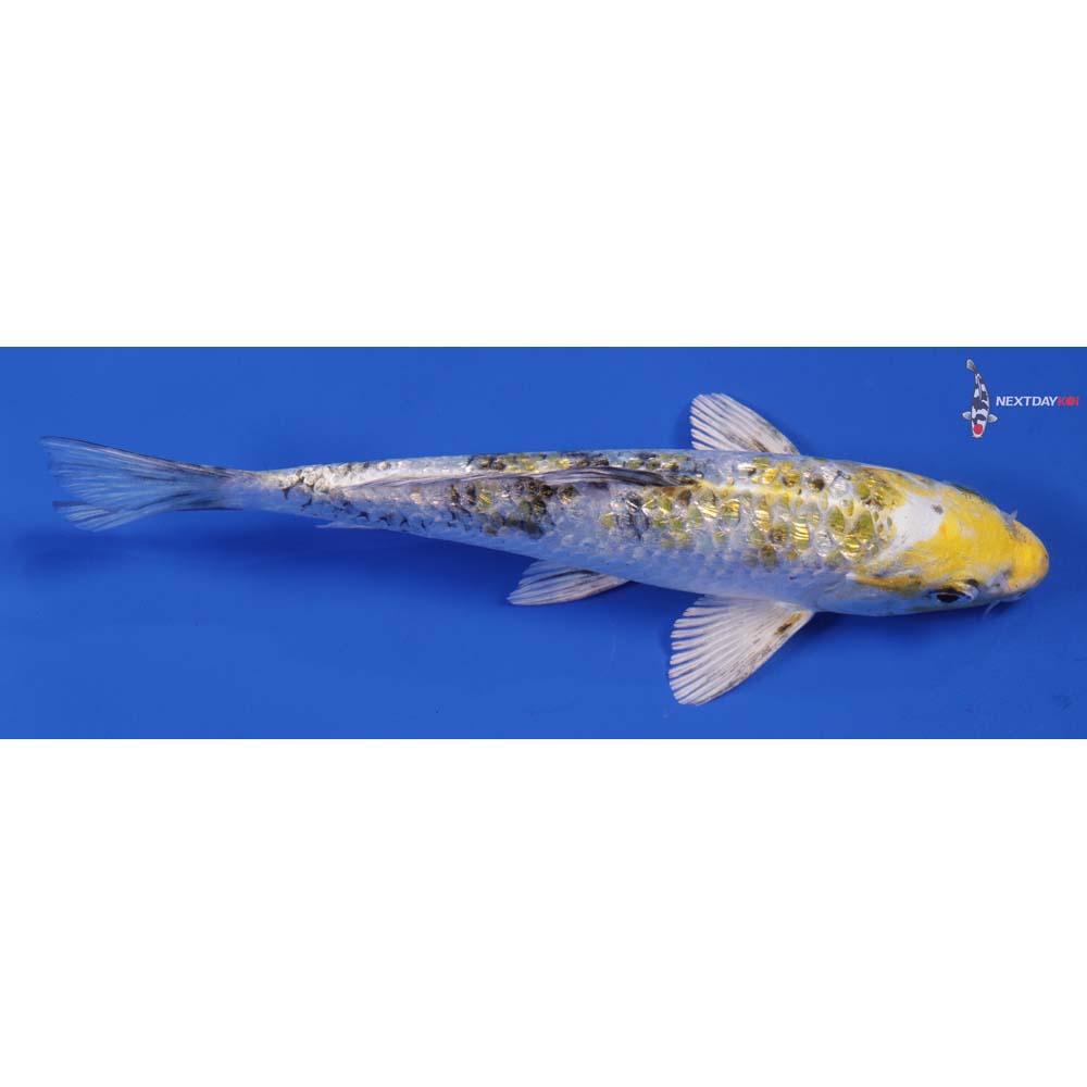6.5” Gin Rin Yamato Nishiki | Koi Fish For Sale