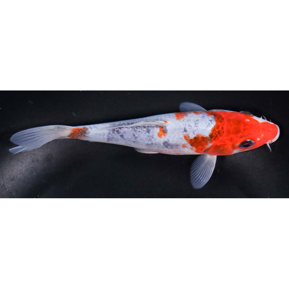 6” Imported Goshiki | Koi Fish For Sale