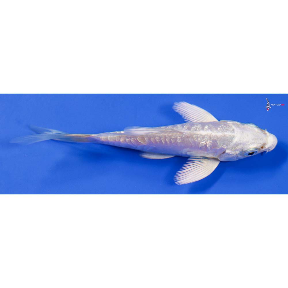 4” Imported Doitsu Gin Rin Platinum Ogon Butterfly Koi | Koi Fish For Sale