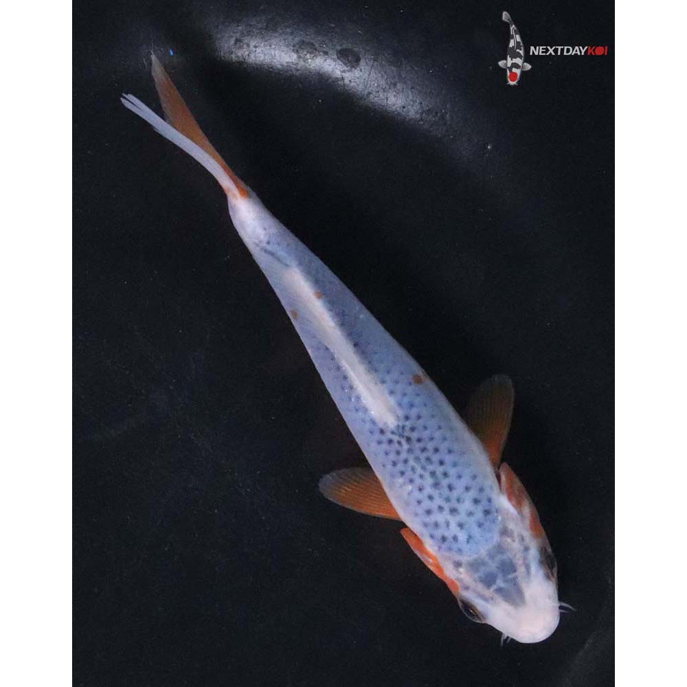 5” Asagi | Koi Fish For Sale