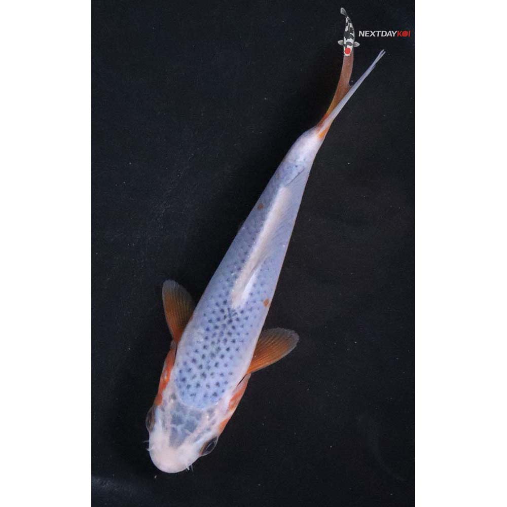 5” Asagi | Koi Fish For Sale